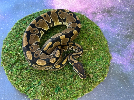 DH Cryptic DG 66% Het GS (Free Shipping) Ball Python by Critical ...