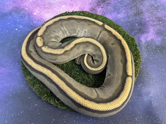 Genetic Stripe Hypo (Free Shipping) Ball Python by Critical Constrictors