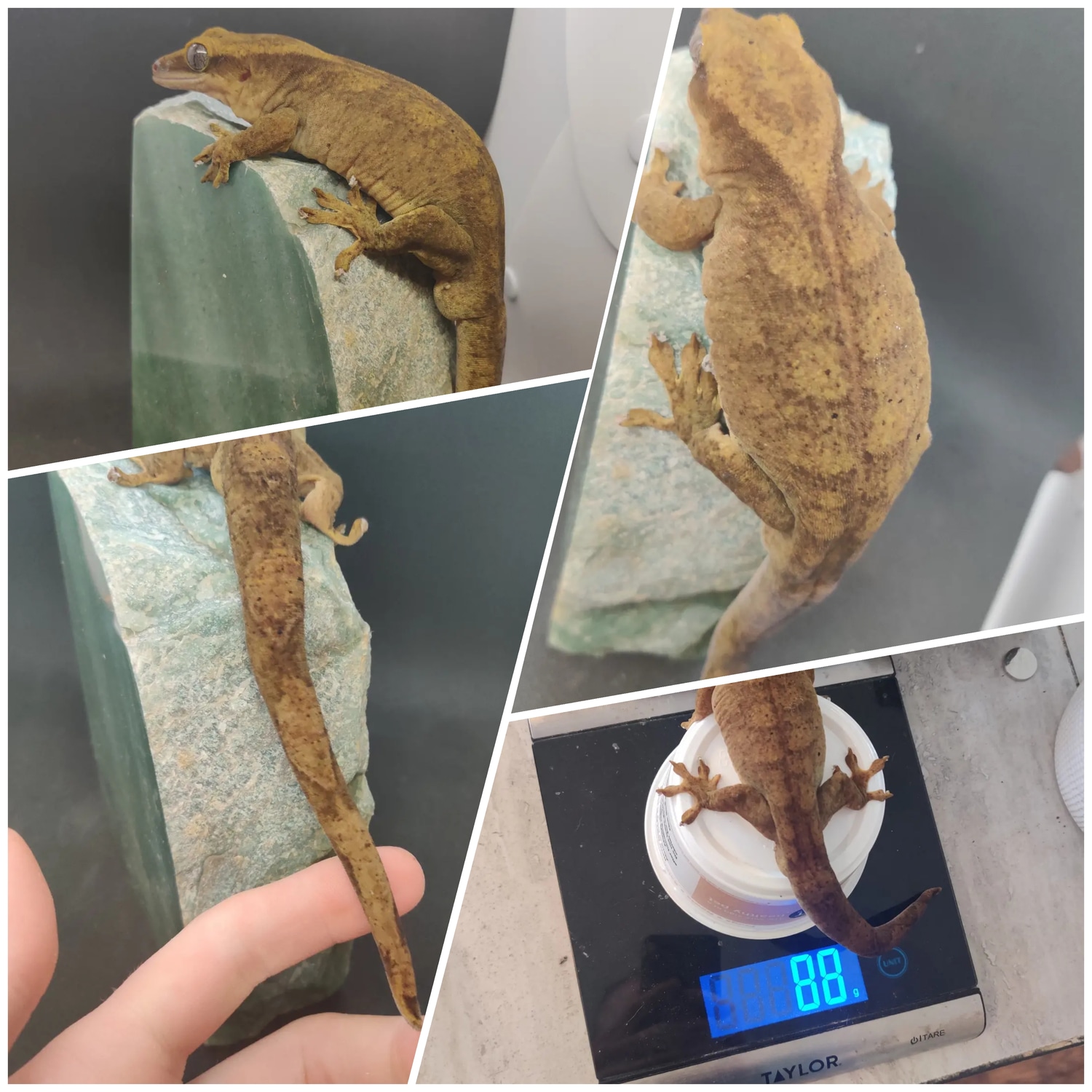 Sarasinorum Gecko More Gecko by Critical Critters - MorphMarket