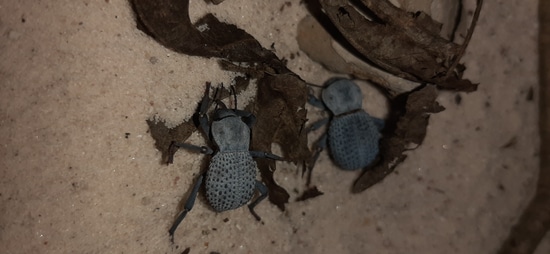 Blue Death Fainting Beetles More Invertebrate by Critter Castle Pets ...
