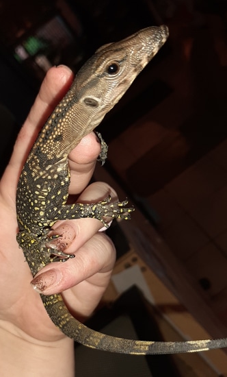 Sweet Black Roughneck Black Roughneck Monitor by Critter Castle Pets ...