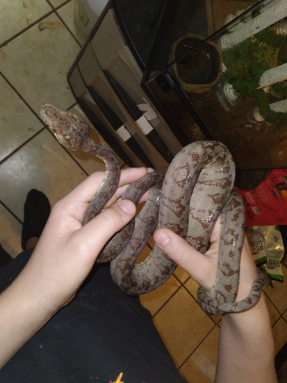 Amazon Halloween Phase Amazon Tree Boa by Critter Castle Pets And Supplies