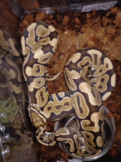 Spotnose Het Clown Ball Python by Critter Castle Pets And Supplies