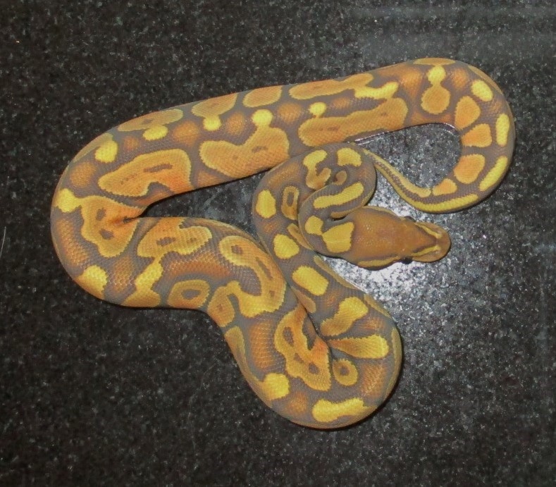 Cinnamon Enchi Orange Ghost SHIPPING INCLUDED IN PRICE Ball Python by ...