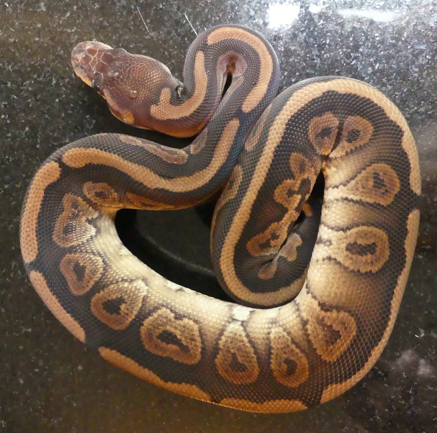 Cinnamon Red Stripe Possible Enchi 50% Het. Ghost Ball Python by Odd ...