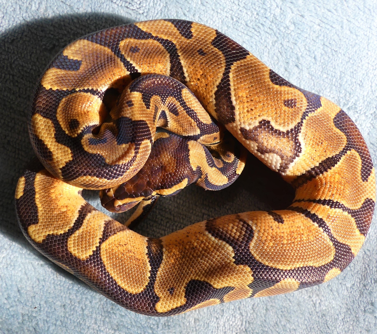 Enchi 100% Het. Orange Ghost FREE SHIPPING Ball Python by Odd Balls ...