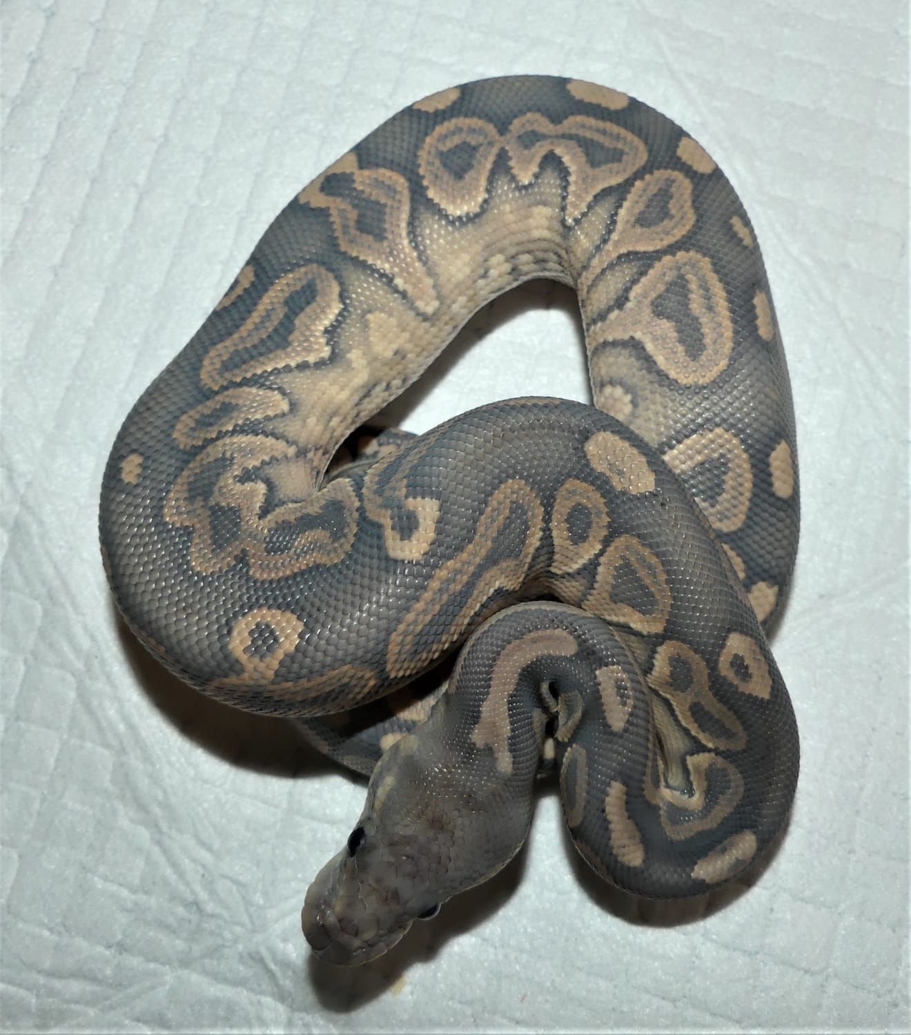 Cinnamon Orange Ghost FREE SHIPPING Ball Python by Odd Balls: One-of-a ...