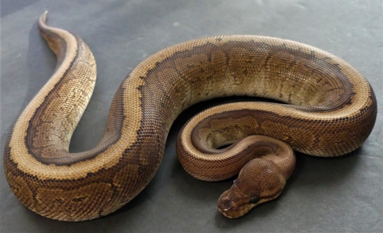 Cinnamon Red Stripe Pinstripe 50% Het Ghost FREE SHIPPING Ball Python ...