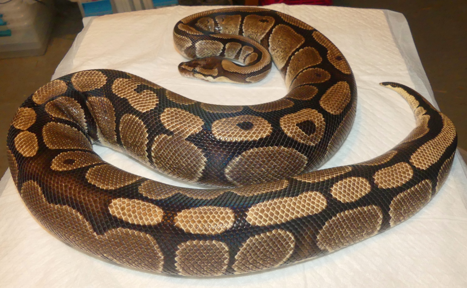 Red Stripe 50% Het Ghost SHIPPING INCLUDED IN PRICE Ball Python by Odd ...