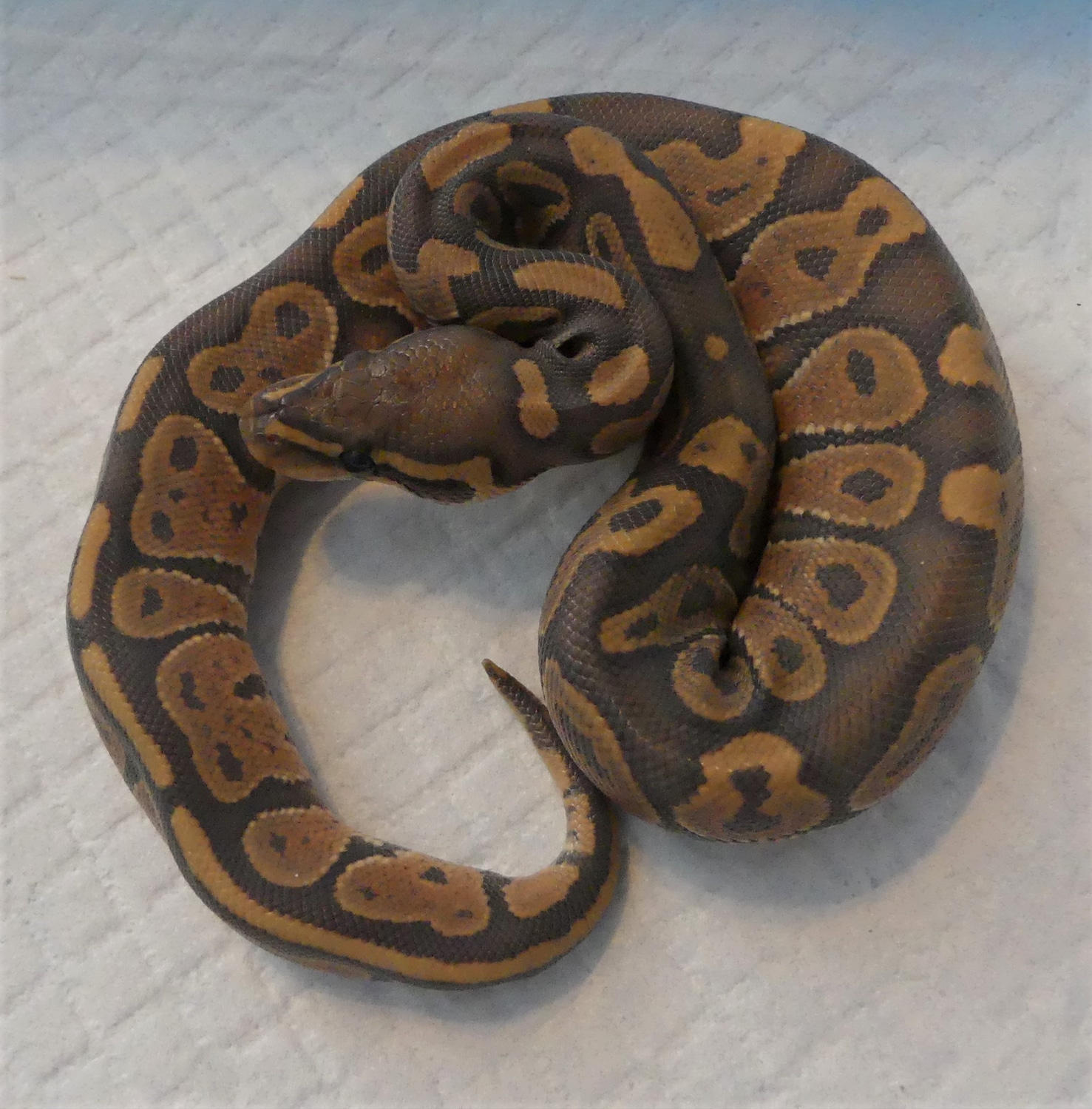 Odd Balls: One-of-a-Kind Ball Python Morphs's Collection - MorphMarket