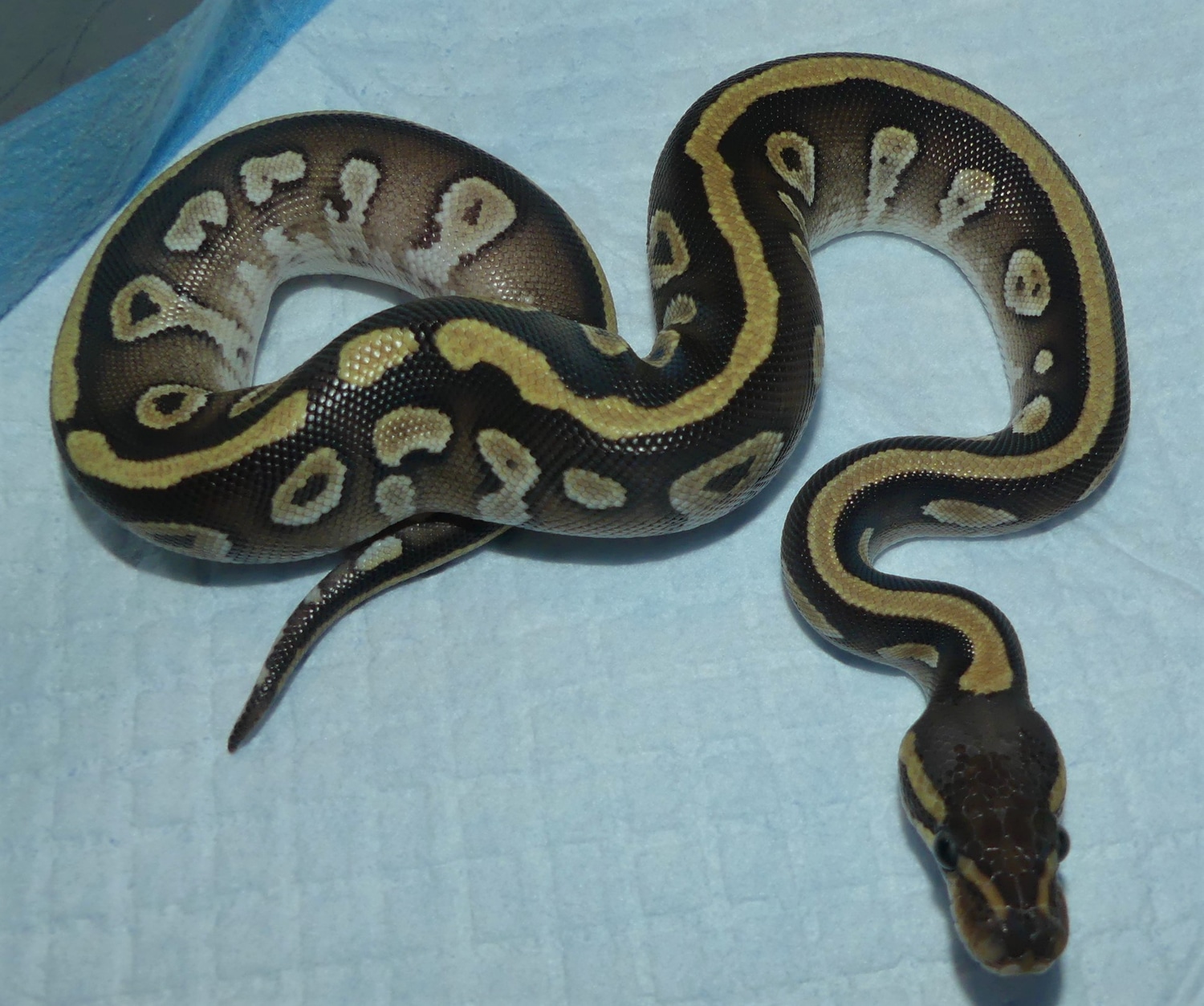 Mojave 50% Het. Pied FREE SHIPPING Ball Python by Odd Balls: One-of-a ...