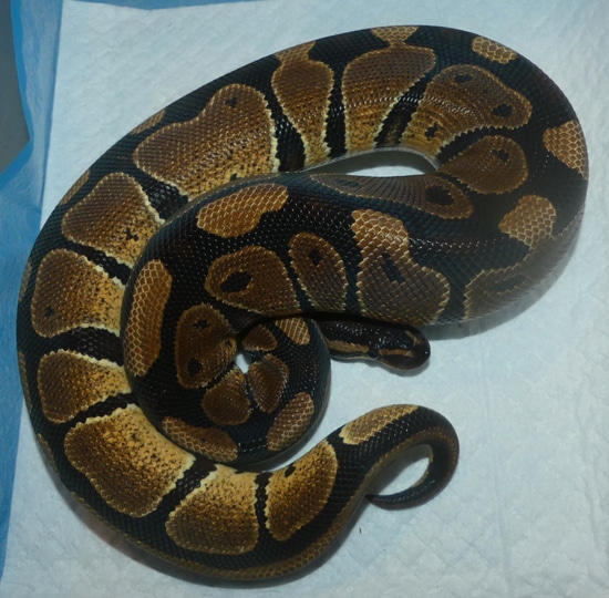 Dark Orange, Orange Dream FREE SHIPPING Ball Python by Odd Balls: One ...