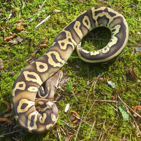 Pastel Jungle Leopard Mojave FREE SHIPPING Ball Python by Odd Balls ...