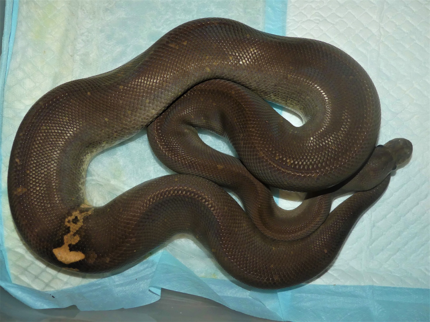 8- With Paradox Band Male FREE SHIPPING Ball Python by Odd Balls: One ...