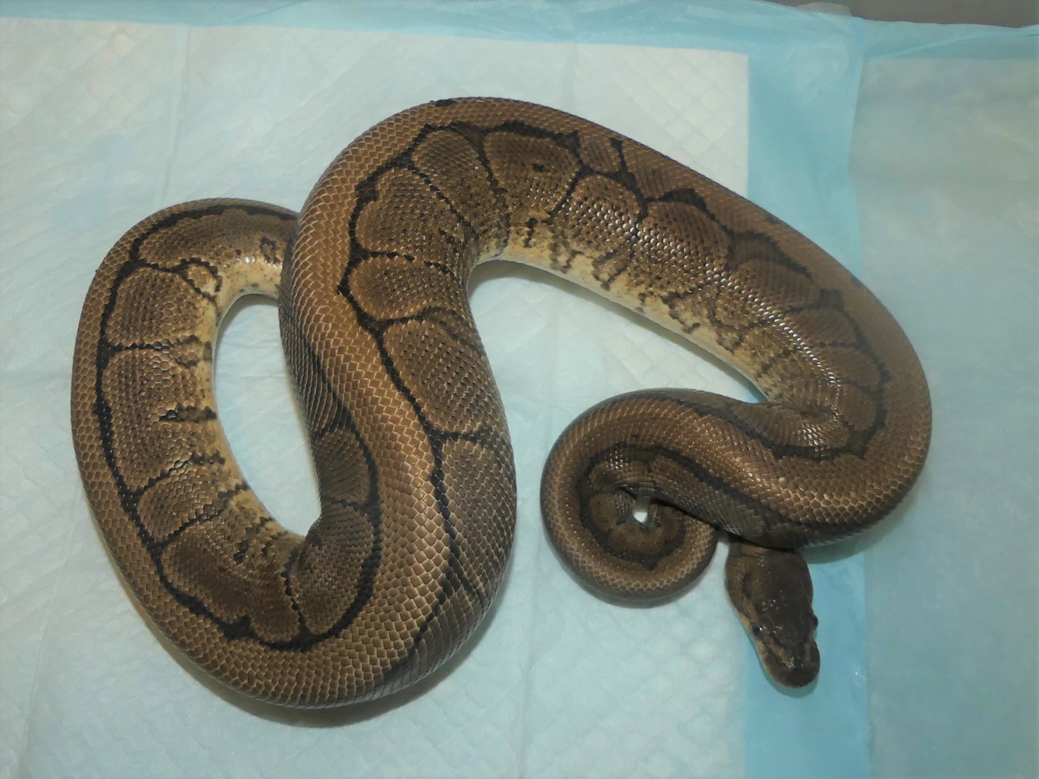 Red Stripe Yellow Belly Pinstripe 50% Het Ghost FREE SHIPPING Ball ...