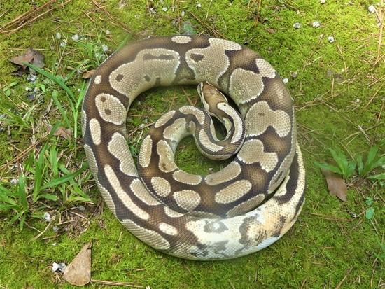 Fire 100% Clown Ringer Breeder Male FREE SHIPPING Ball Python by Odd ...