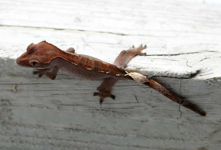 Cappuccino Crested Gecko by Seta Reptiles - MorphMarket
