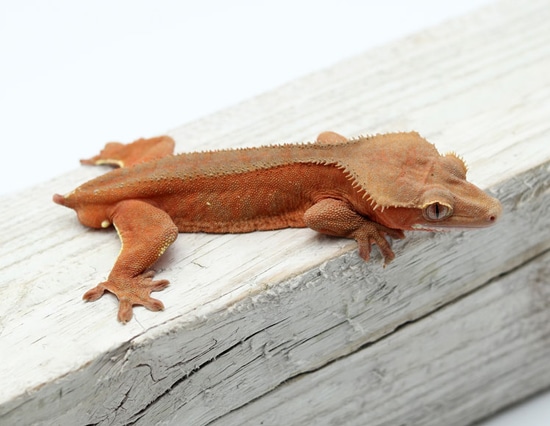 Red Phantom Crested Gecko by Seta Reptiles