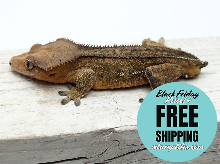 Dirty Yellow Phantom (Portholes) Crested Gecko by Seta Reptiles ...