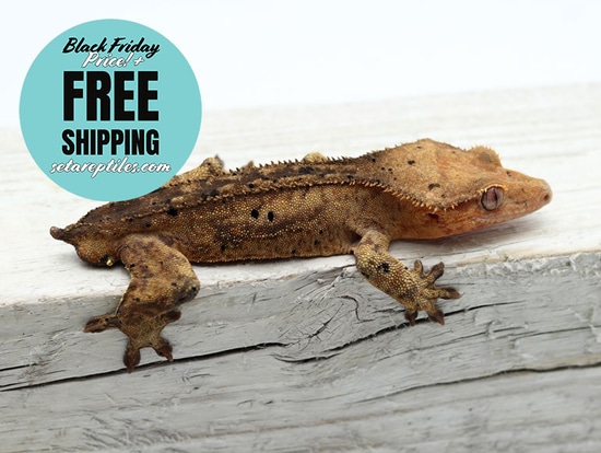 Dirty Yellow Phantom Crested Gecko by Seta Reptiles