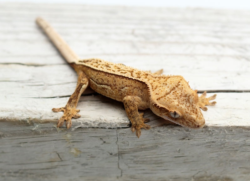 Yellow Brindle Quadstripe Pos. Soft Scale Crested Gecko by Seta ...