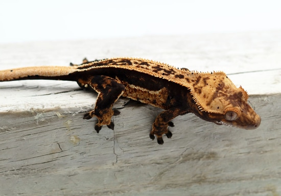 Dark Quadstripe Pos. Soft Scale Pos. Het Empty Back Crested Gecko by ...