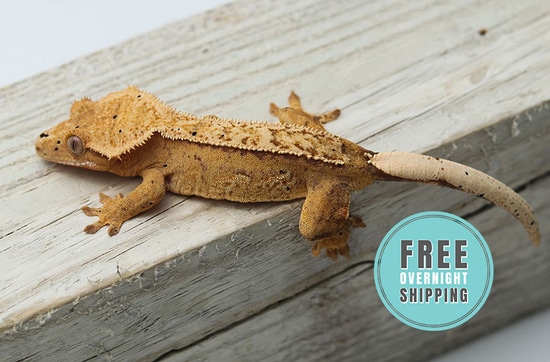 Tangerine Phantom Crested Gecko by Seta Reptiles