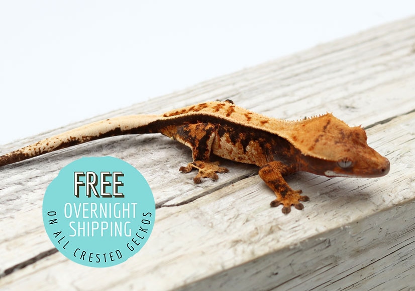 Tricolor Extreme Harlequin Pin Crested Gecko by Seta Reptiles - MorphMarket