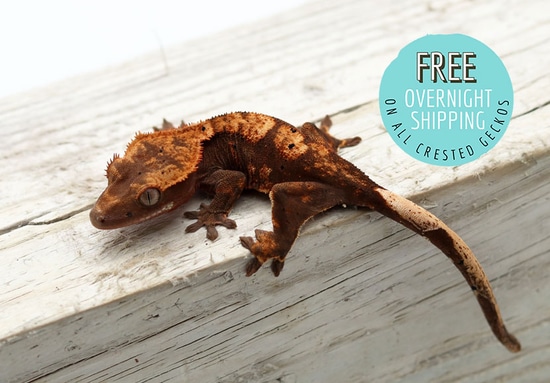 Red Flame Crested Gecko by Seta Reptiles
