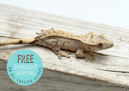 Cream Phantom White Wall Soft Scale Crested Gecko by Seta Reptiles
