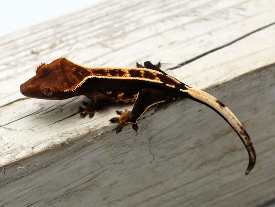 Dark Tangerine Super Empty Back Pin Soft Scale (White Tip) (Carbon Line ...