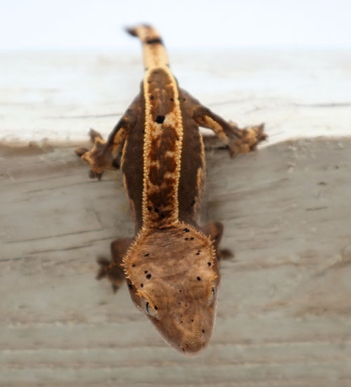Pin Super Empty Back Crested Gecko by Seta Reptiles