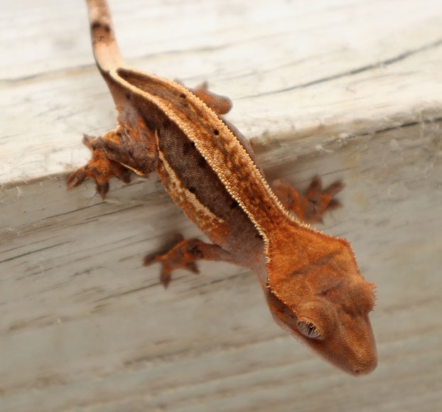 Tricolor Tangerine Quadstripe Empty Back Crested Gecko by Seta Reptiles ...