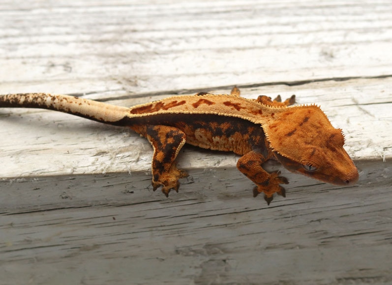 Dark Tricolor Extreme Harlequin White Wall Pin Soft Scale Poss Empty ...