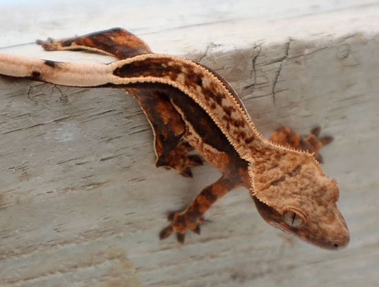 Tricolor Pin White Wall Poss Empty Back Crested Gecko by Seta Reptiles