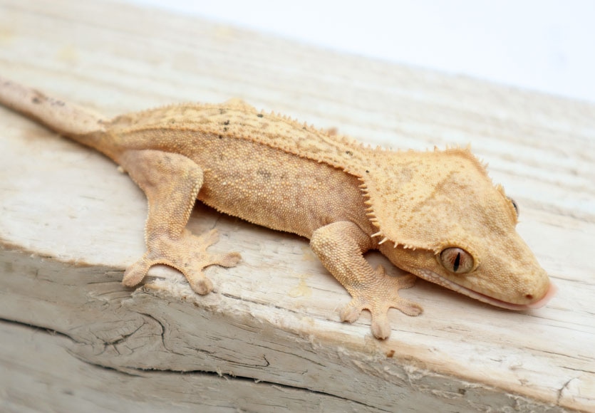 Yellow Phantom Pin Crested Gecko by Seta Reptiles - MorphMarket