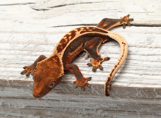 Dark Tricolor Pin White Wall Soft Scale Empty Back Crested Gecko by ...