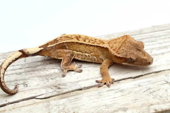 Yellow & Cream Quadstripe Phantom Crested Gecko by Seta Reptiles
