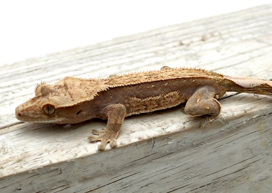 Quadstripe Crested Gecko by Seta Reptiles