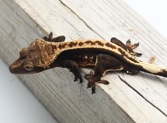 Dark & Cream Pin Empty Back (Carbon Line) Crested Gecko by Seta Reptiles