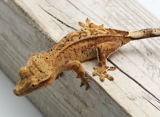 Yellow Phantom Crested Gecko by Seta Reptiles