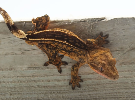Yellow Phantom Super Empty Back Crested Gecko by Seta Reptiles