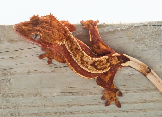 Red Pin Poss Empty Back Poss Soft Scale Crested Gecko by Seta Reptiles