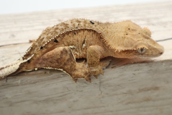 Yellow Phantom Crested Gecko by Seta Reptiles