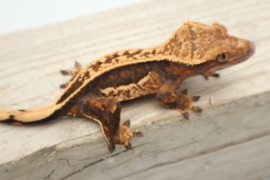 Tricolor Pinstripe White Wall Het Empty Back Crested Gecko by Seta Reptiles
