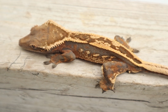 Lavender Tricolor Empty Back White Out Soft Scale Crested Gecko by Seta ...