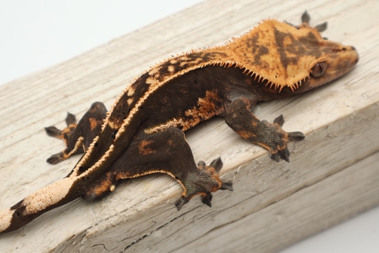 Black Base Tangerine Empty Back White Out Crested Gecko by Seta Reptiles