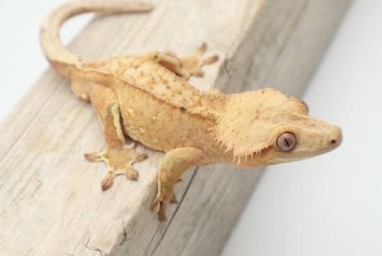 Crowned Citrus Phantom Crested Gecko by Seta Reptiles
