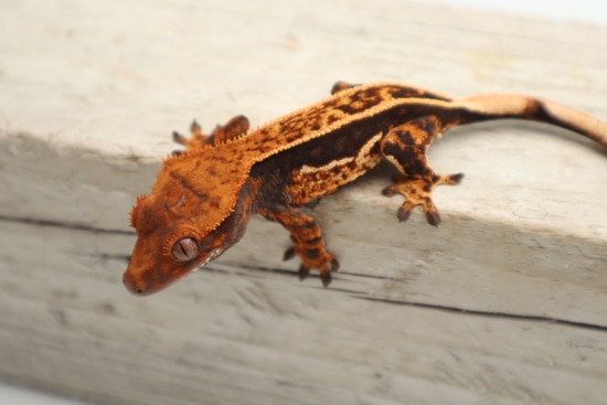 Tangerine Pinstripe White Out Soft Scale Het Empty Back Crested Gecko ...