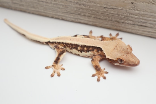 Solid Back Lilly White Crested Gecko by Seta Reptiles